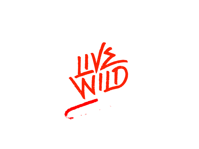 Animated Logo Design | Custom Logo Design And Animation
